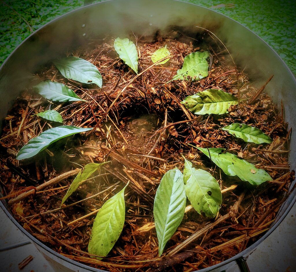 Ayahuasca Microdose Tincture – Great Spirit Farm